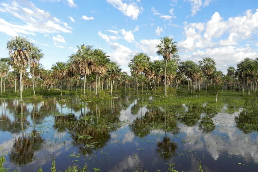 Cultural Traditions & Environmental Lessons of the Paraguayan Asado ...