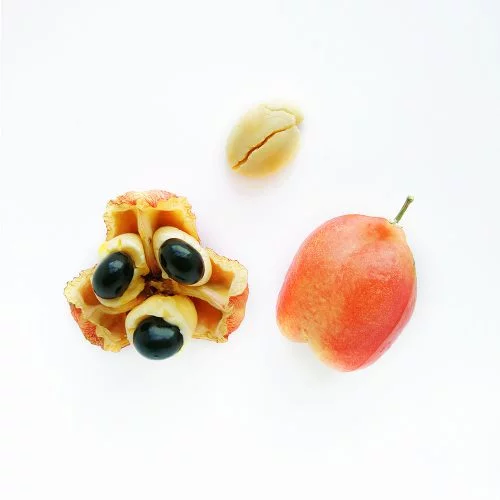 Fruta Leguminosa GaiaVerso (PermaTree) On X: "Have You Tried The
