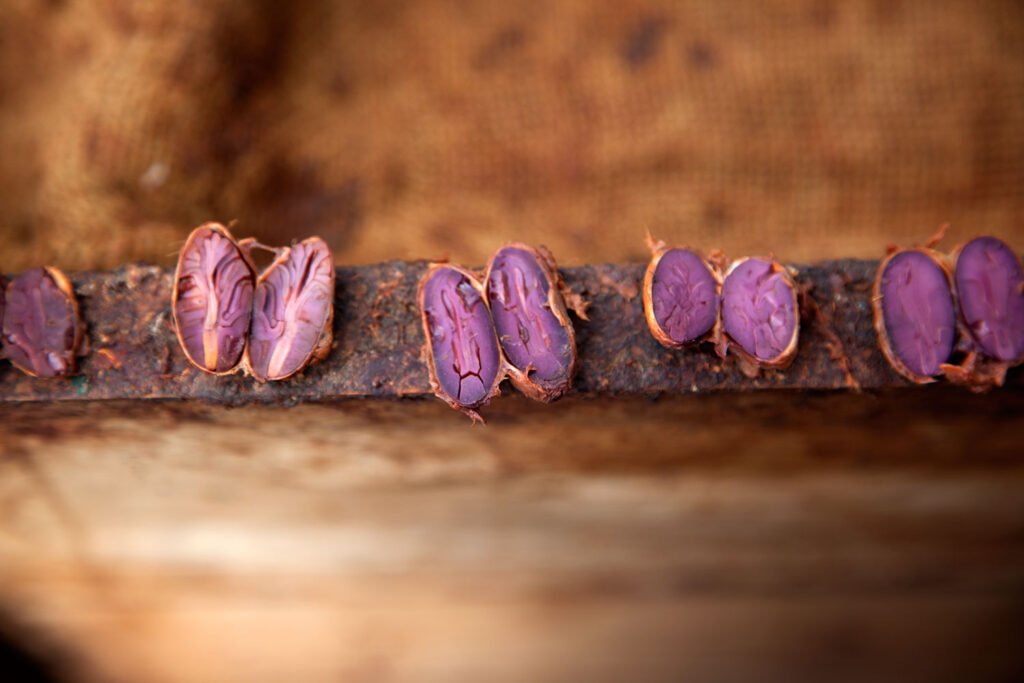 Mapping the Flavors of Chuncho Cacao – New Worlder